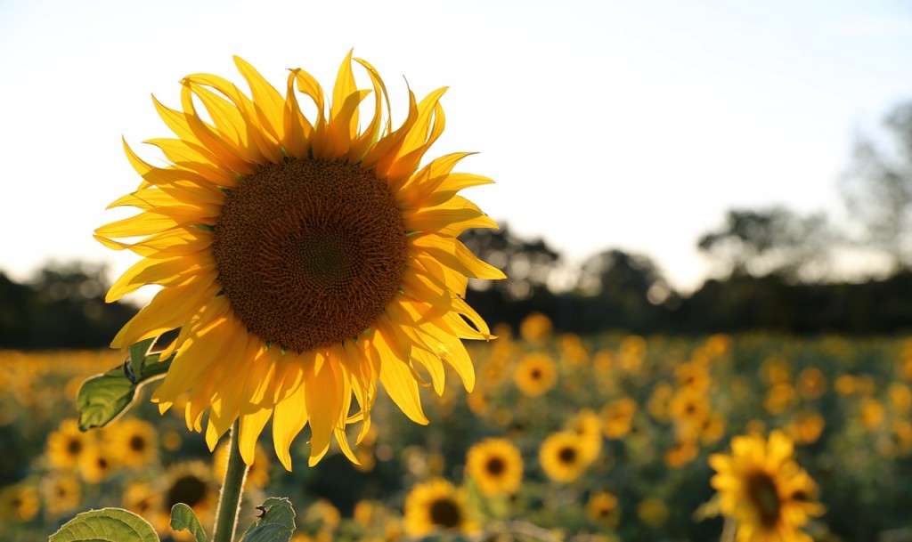 Sve boje žute - od voćke do irvasa | Osnovne škole