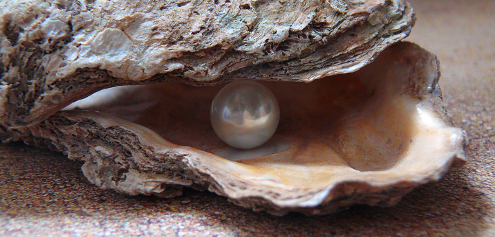 Znate li kako školjke prave bisere? | Osnovne škole