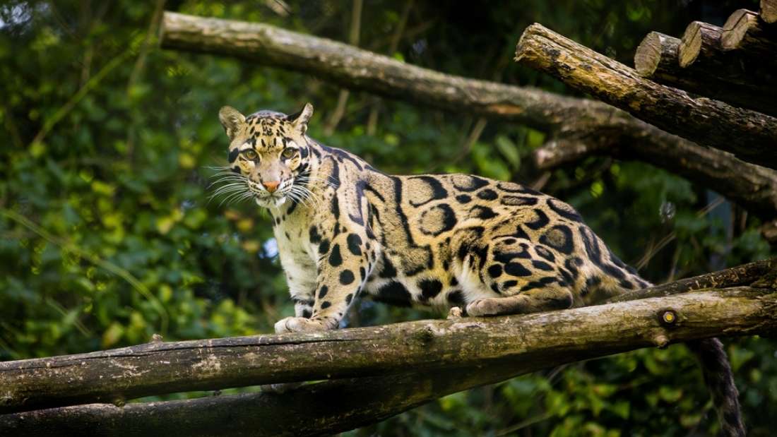 Primećena vrsta leoparda za koju se verovalo da je izumrla! | Osnovne škole