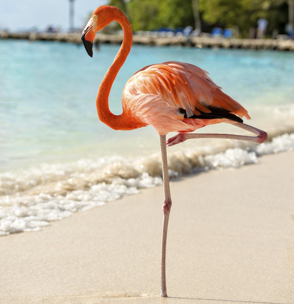 Zanimljive činjenice o ptici flamingo! | Osnovne škole