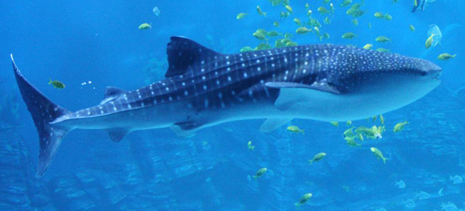 Kit-ajkula može živeti jako dugo | Osnovne škole